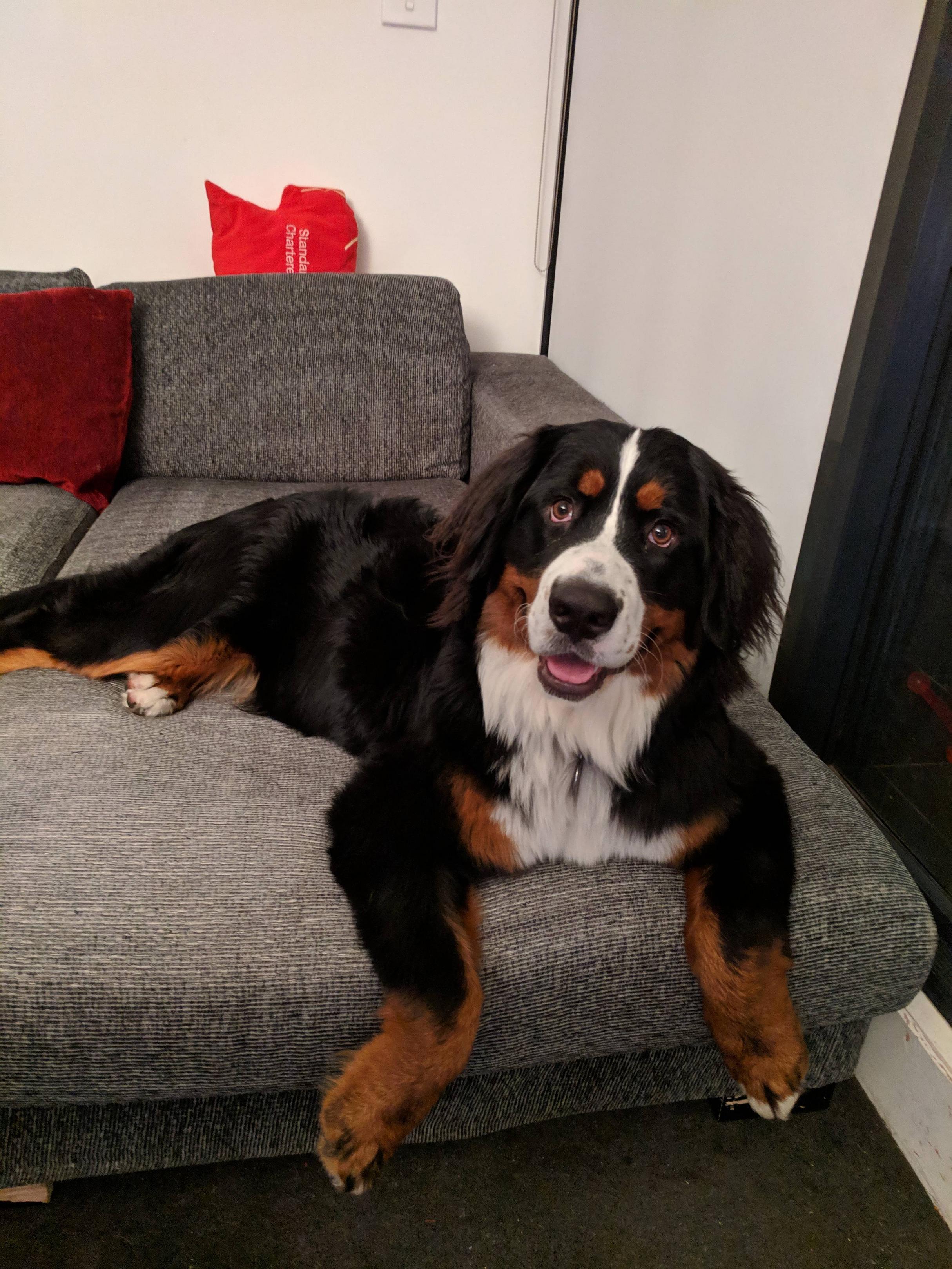 Couch potato | Scrolller