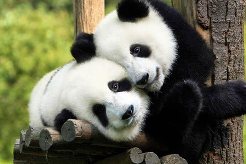 Couple Panda Making Love With Each Other | Scrolller