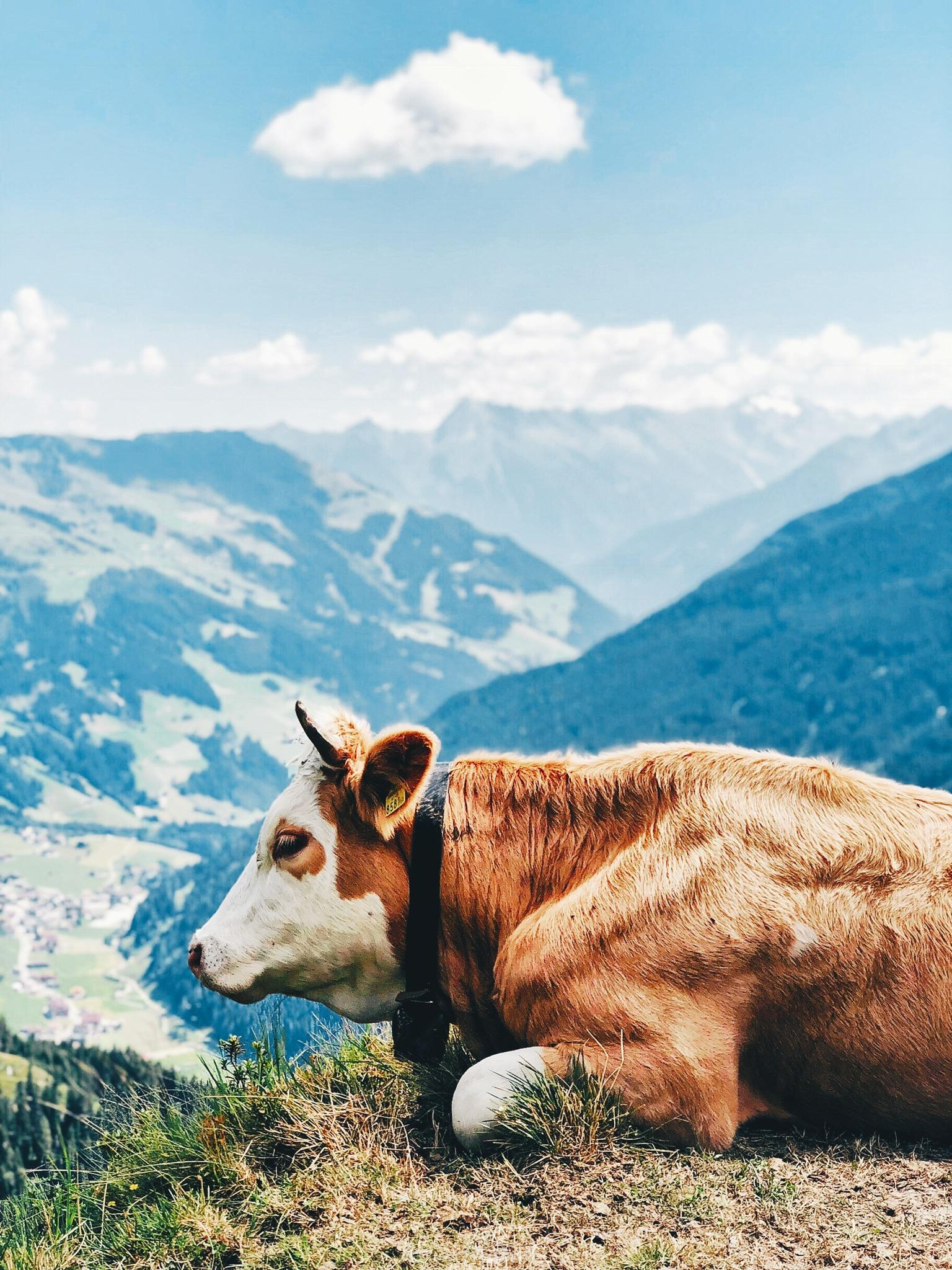 Cow in the Austrian Alps [OC] | Scrolller