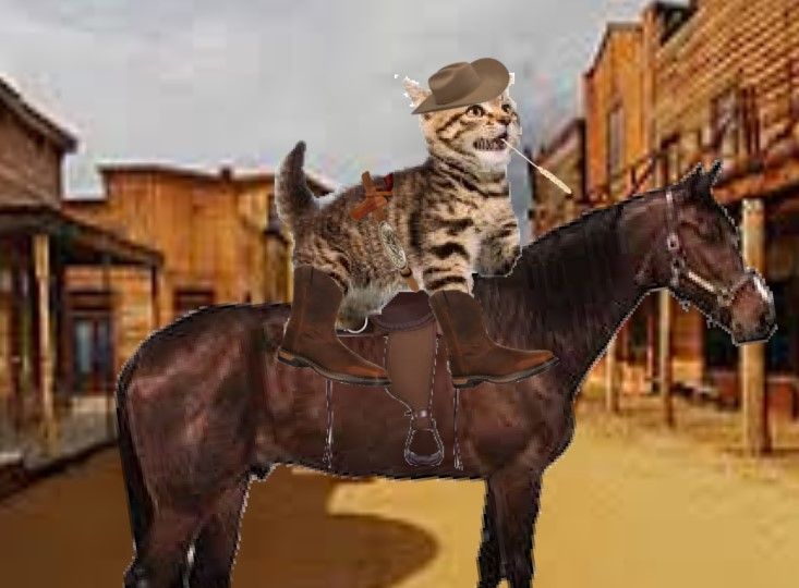 Cowboy Cat | Scrolller
