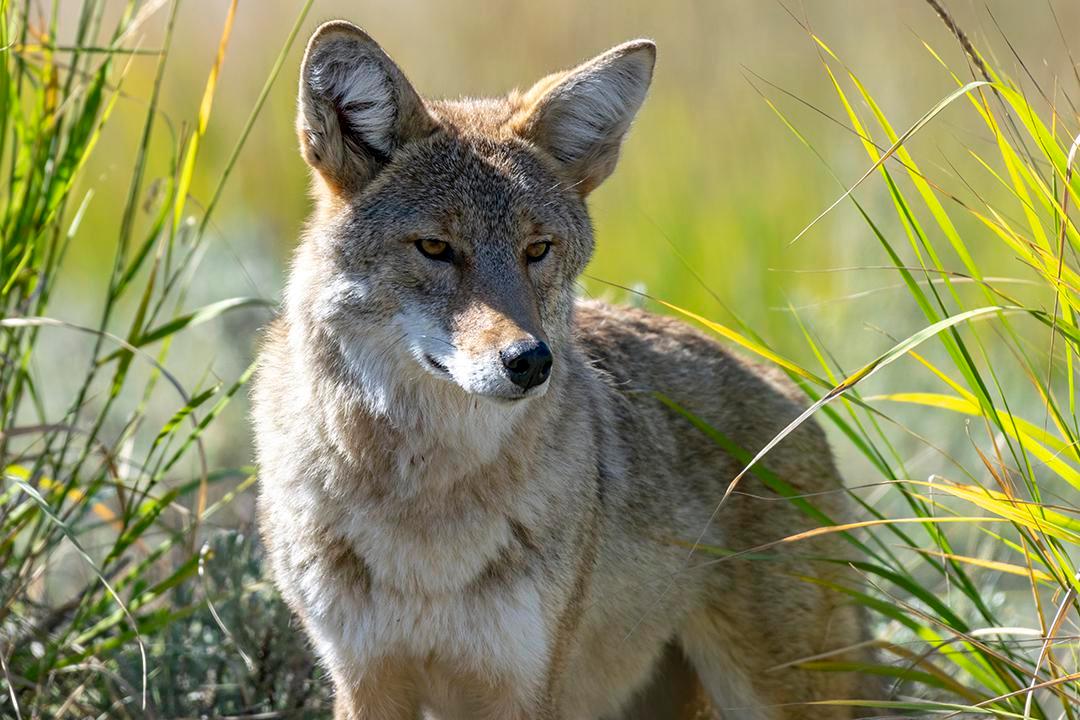 Coyote [OC] | Scrolller