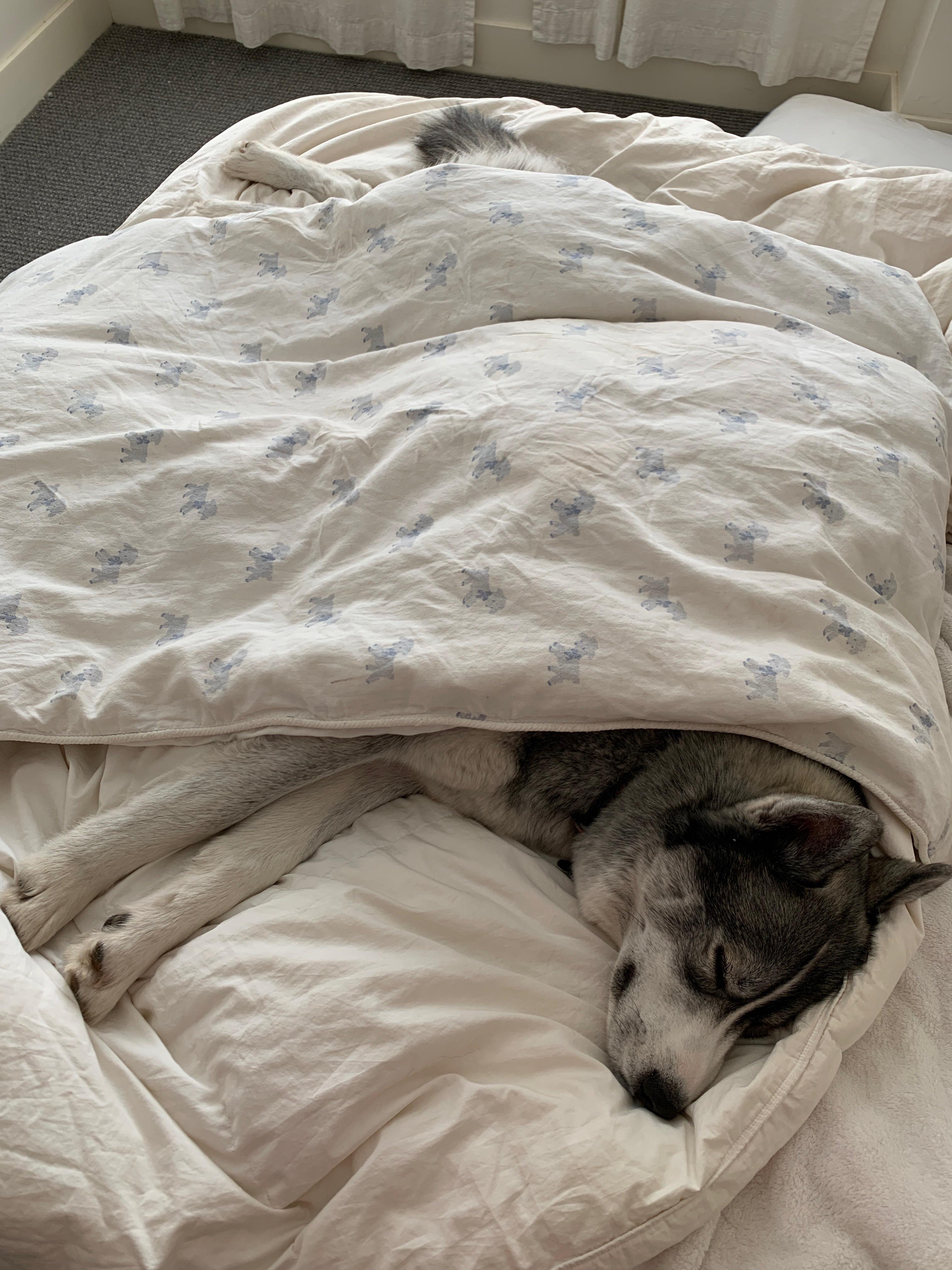 Cozy boi | Scrolller