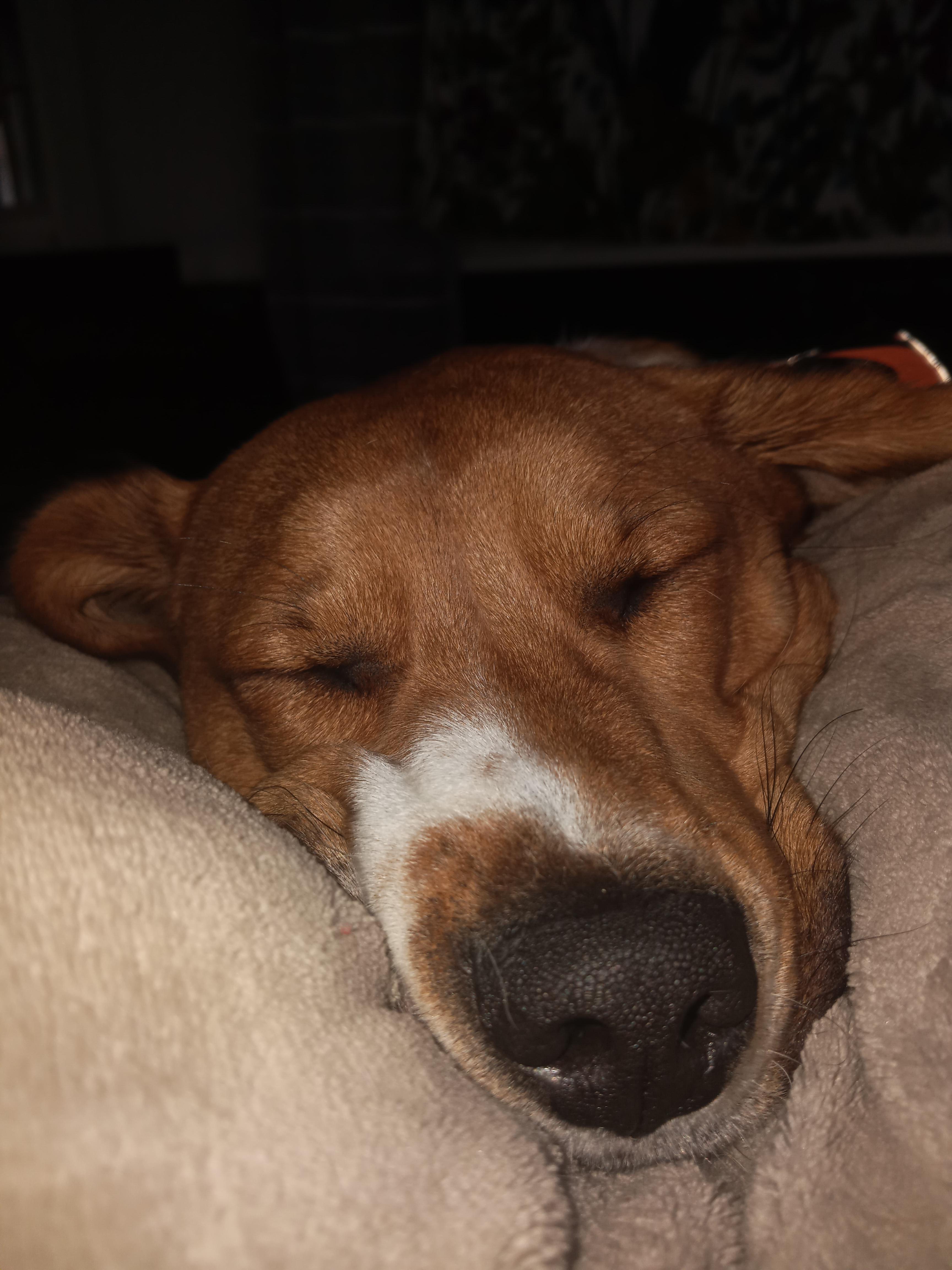 Cozy puppy | Scrolller