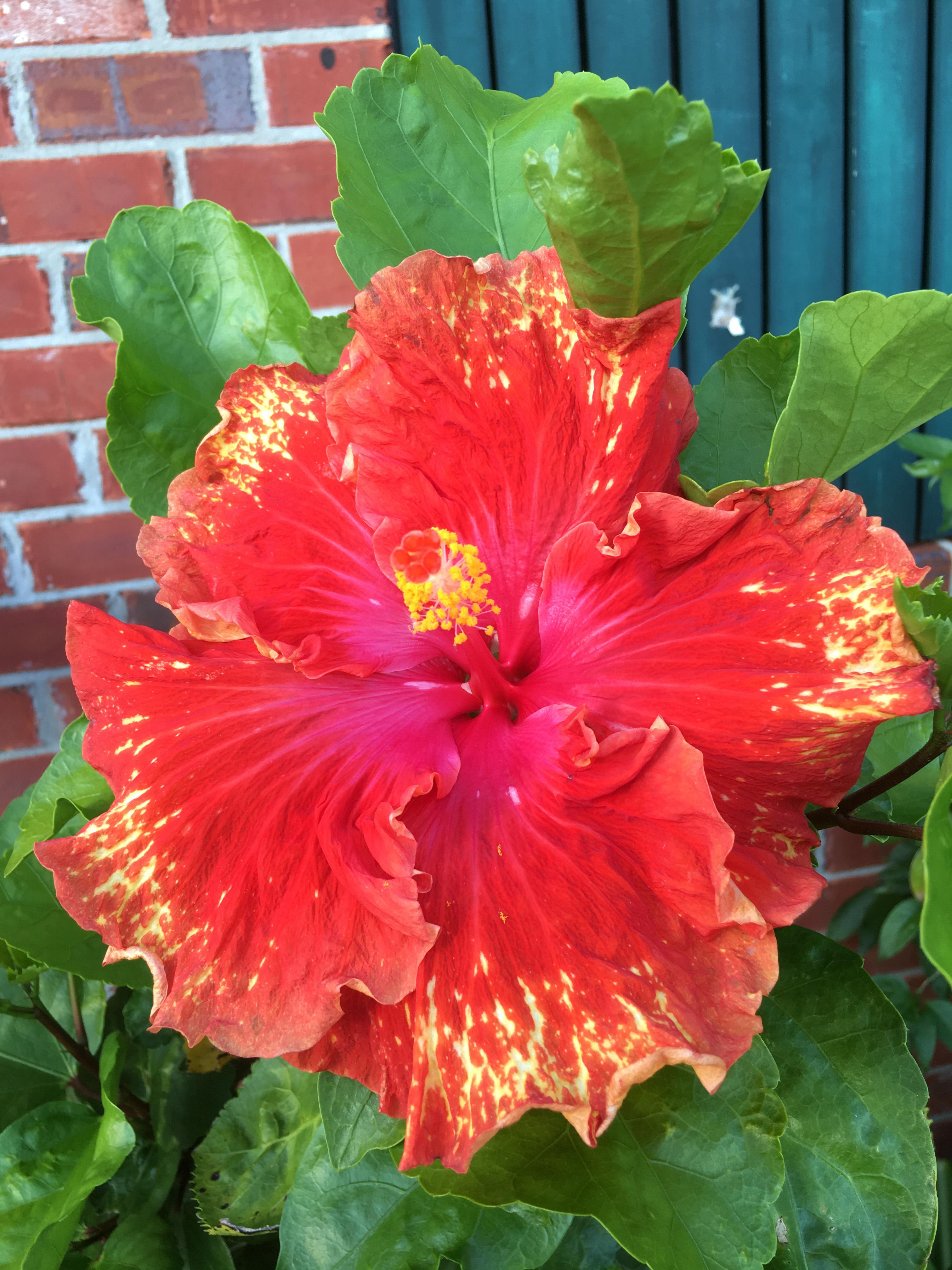 Crawfish Pie Hibiscus | Scrolller