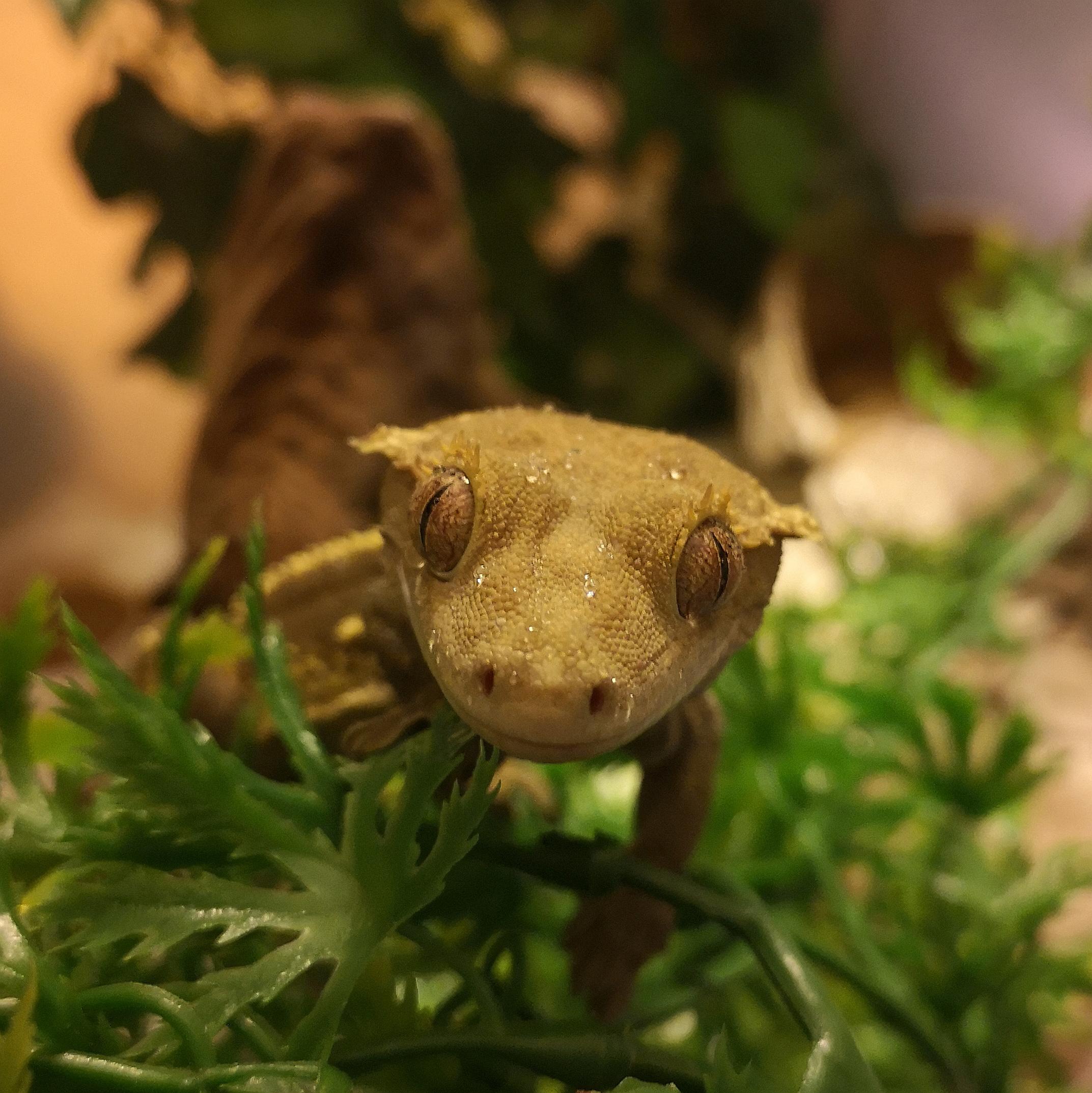Crested geckos are so derpy. I love them so much 🥰 This is Franklin | Scrolller