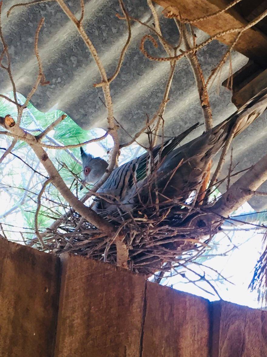 Crested pigeon nesting | Scrolller