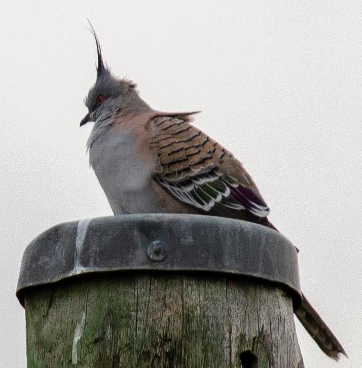 Crested Pigeon. WA | Scrolller