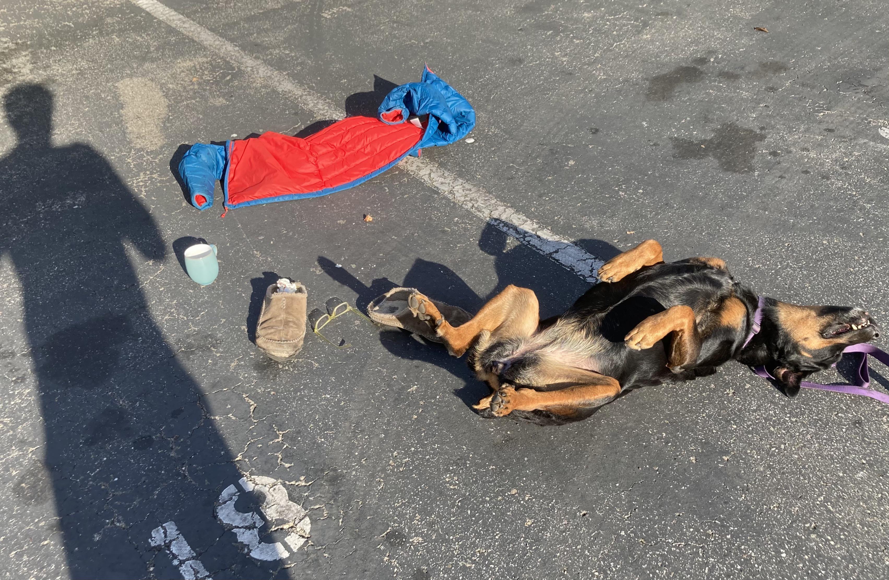 Crime Scene, Rottie Relaxation Investigation | Scrolller