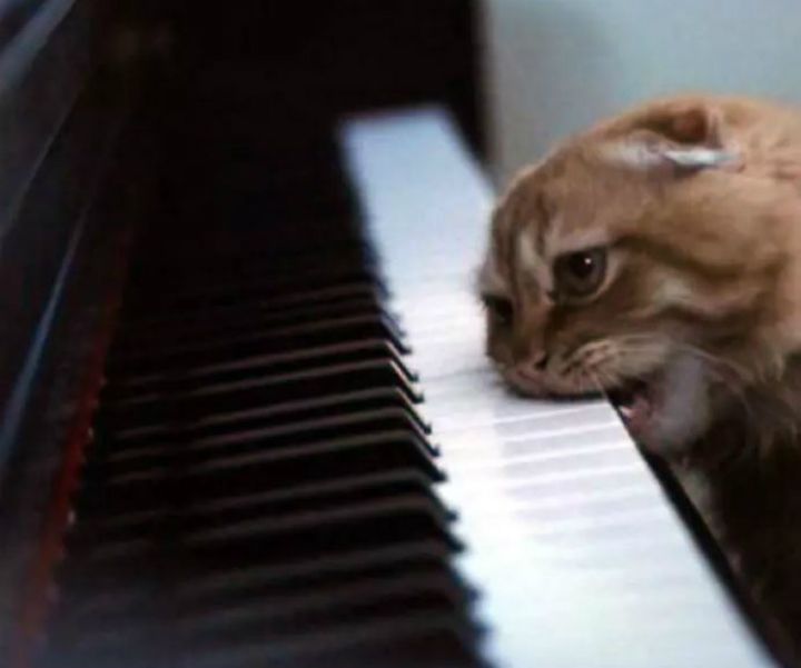 cRo♫ch! | Scrolller