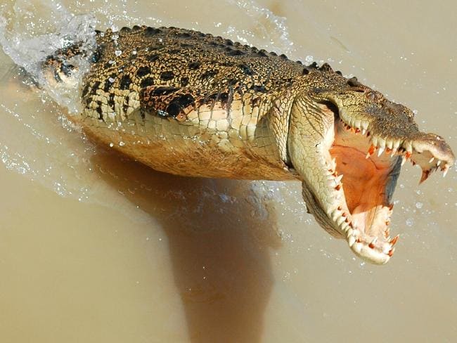 Croc Rocket! | Scrolller