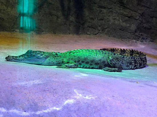 Crocodile Cove | Scrolller