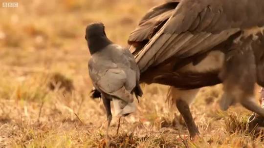 Crow starts a fight between vultures to distract them, so he can get at the carcass they're ...