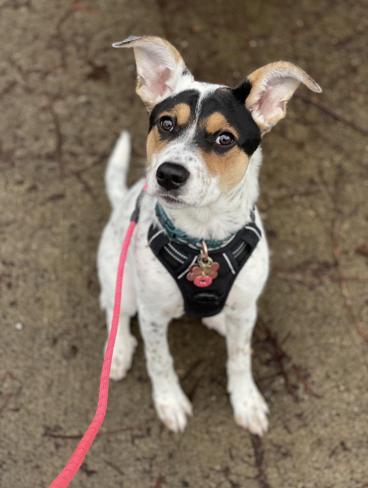 Crumbs’ ears getting ready to pop! | Scrolller