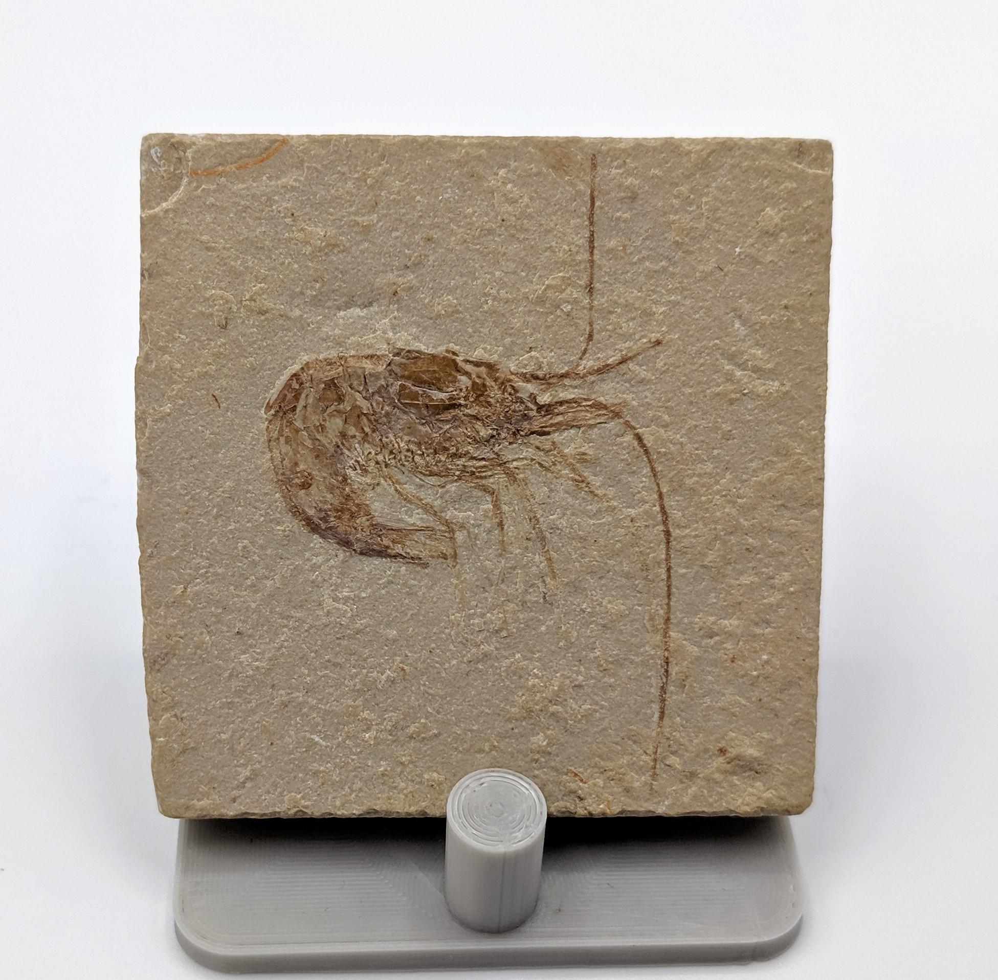 Crunchy shrimp | Scrolller