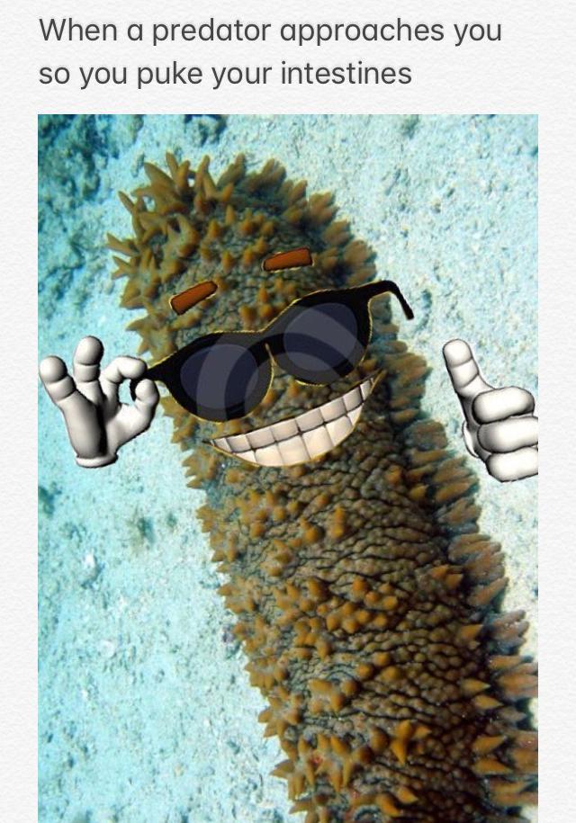 cucumber | Scrolller