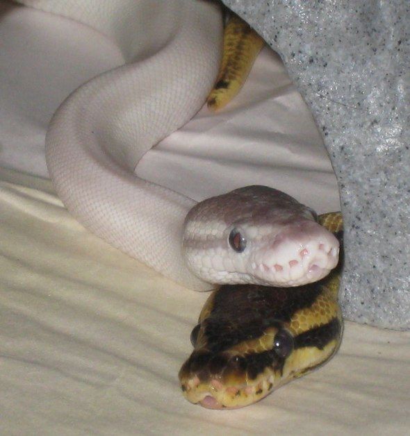 Cuddle buddies | Scrolller