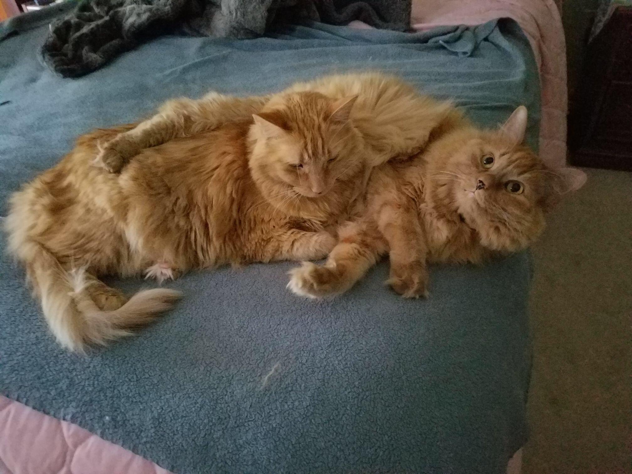 Cuddle buddies | Scrolller