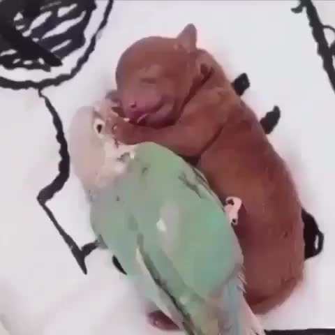 Cuddle buddies | Scrolller