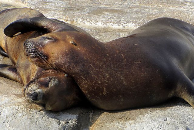 CUDDLE CHONKS | Scrolller