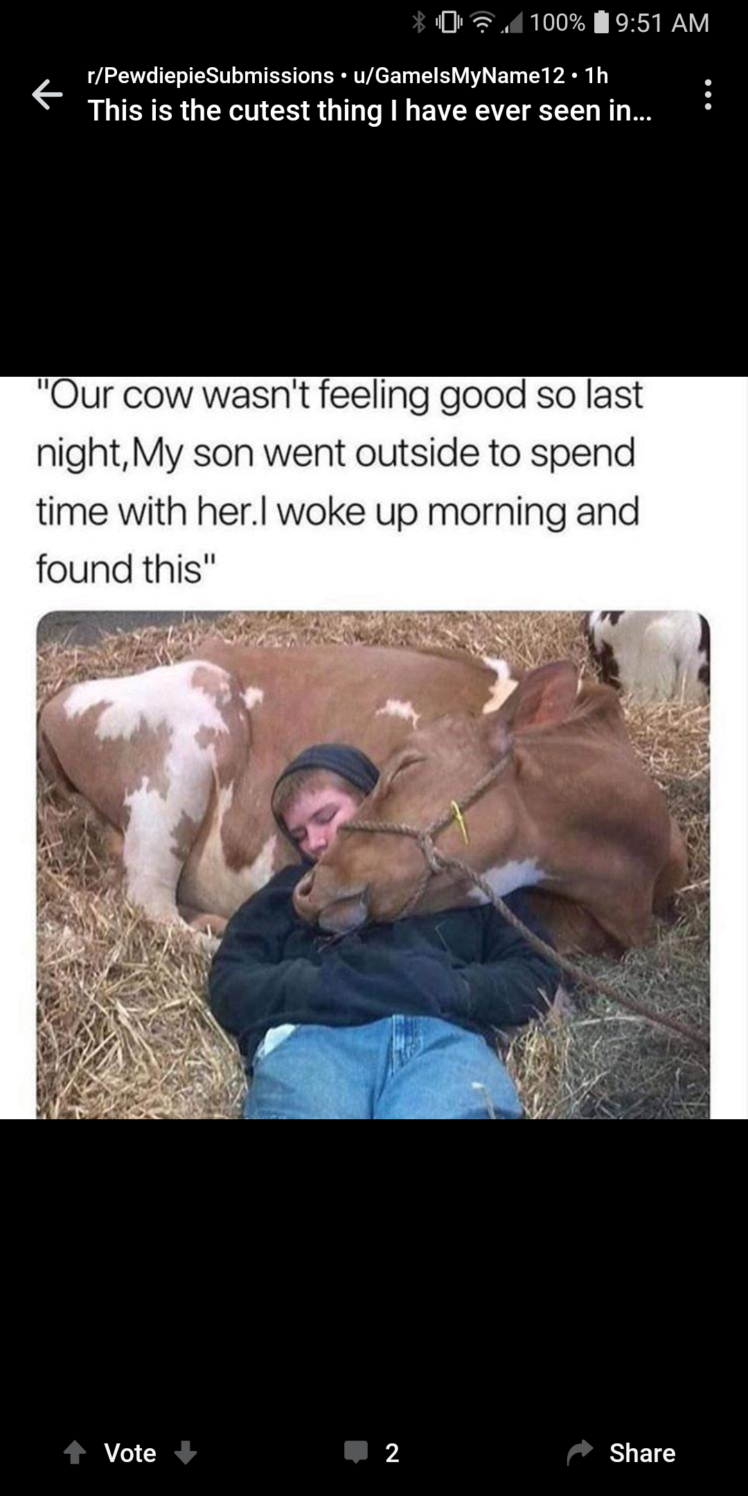 Cuddle cow | Scrolller