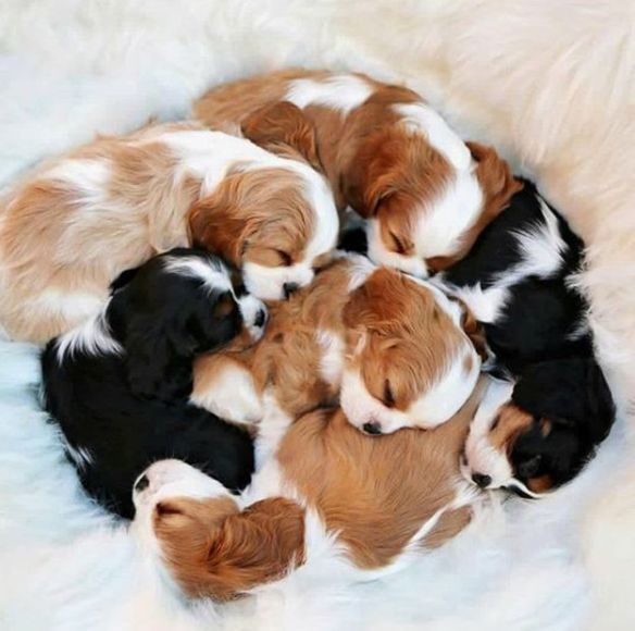 Cuddle Puddle | Scrolller