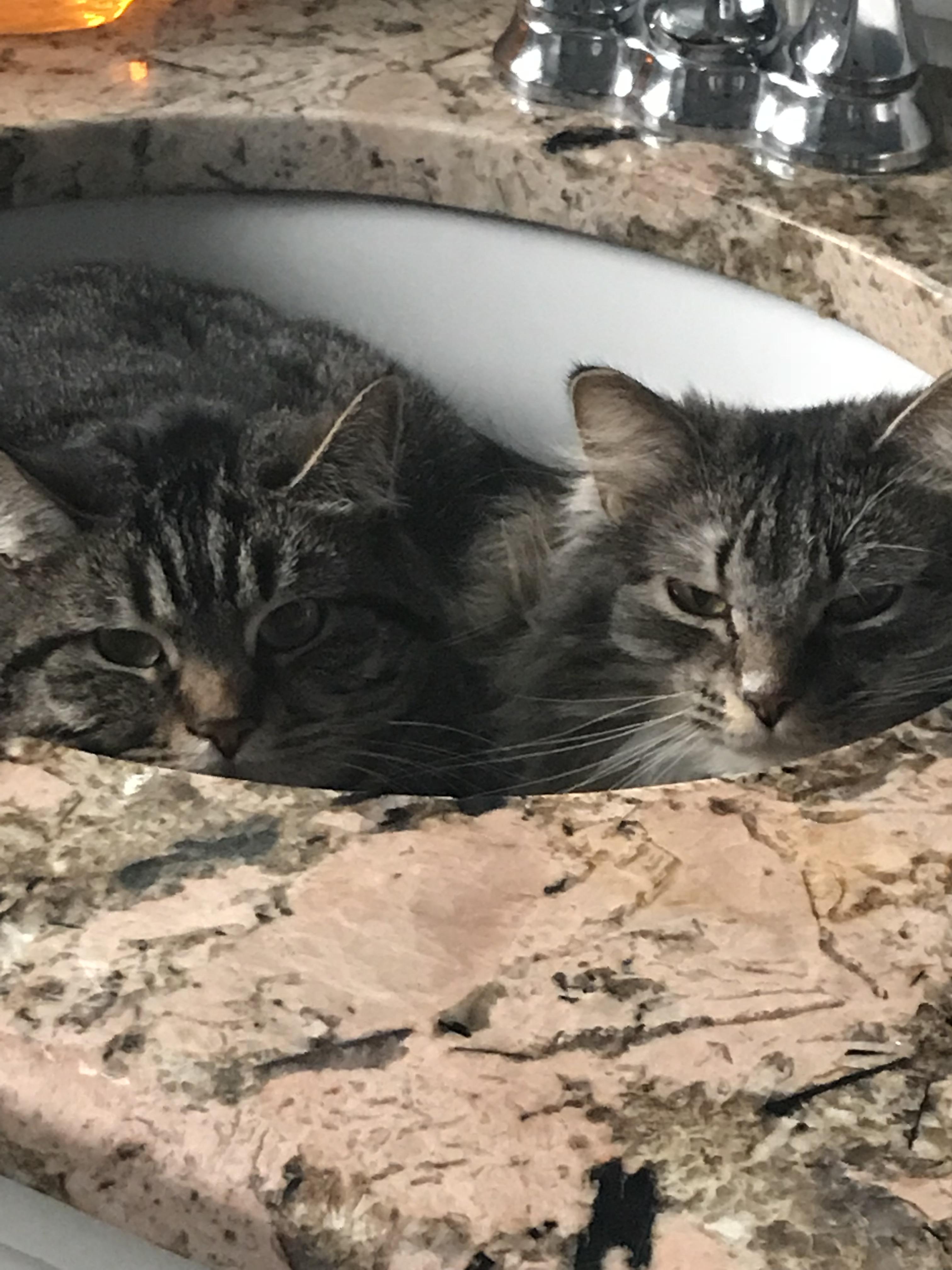 Cuddle puddle...in the sink | Scrolller