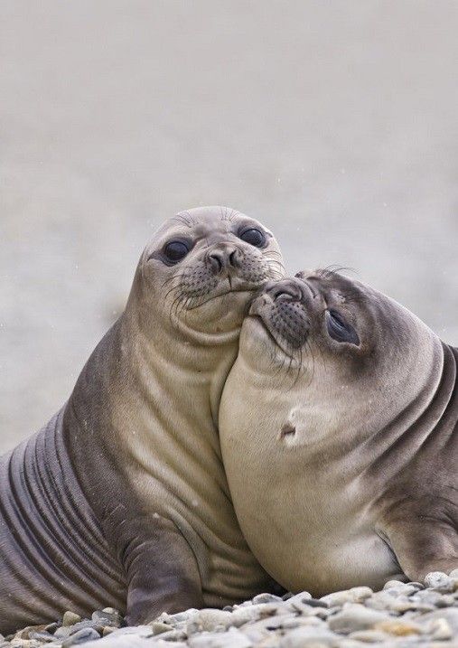 CUDDLING CHONKS | Scrolller