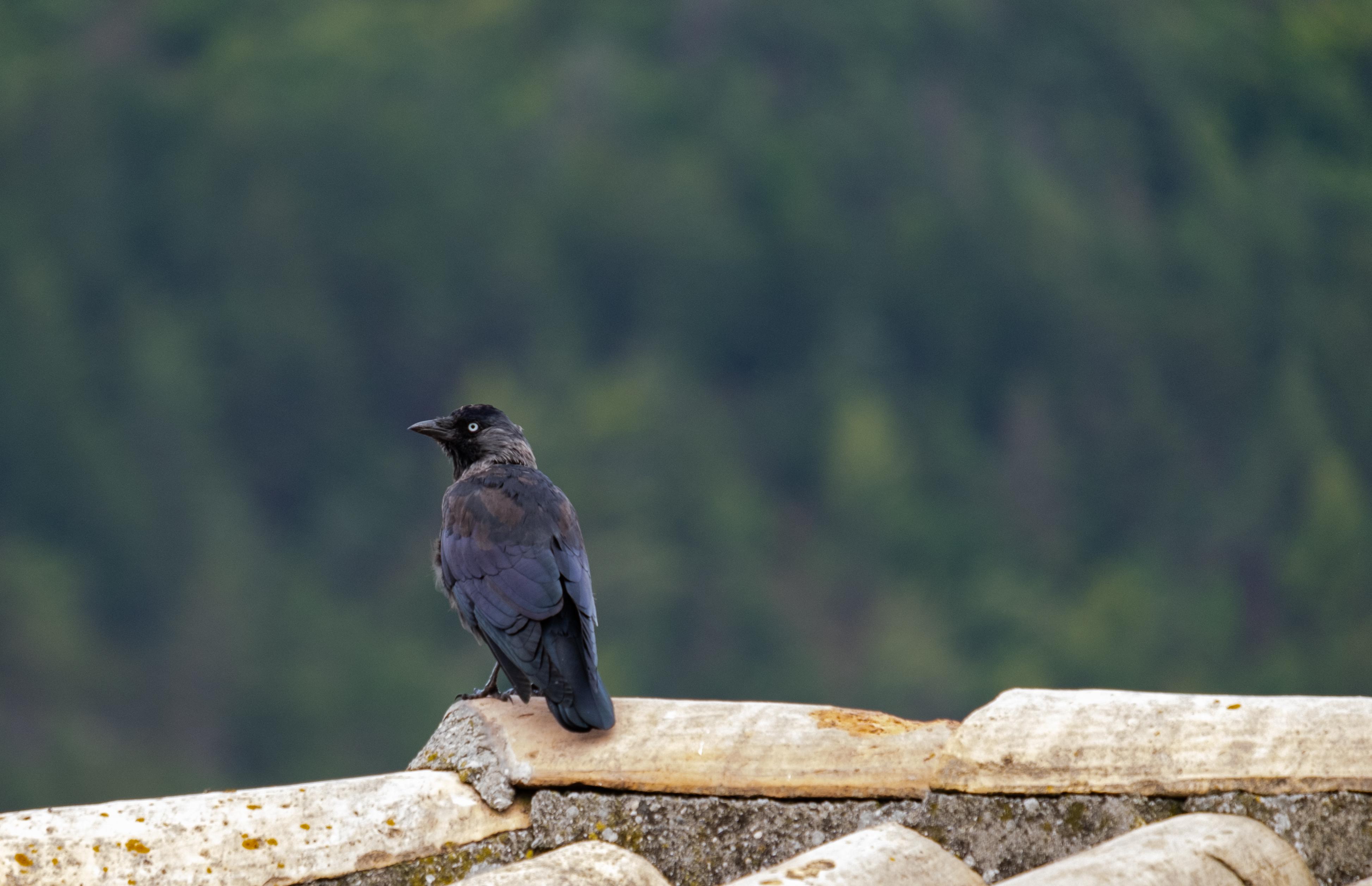 Curious boy | Scrolller