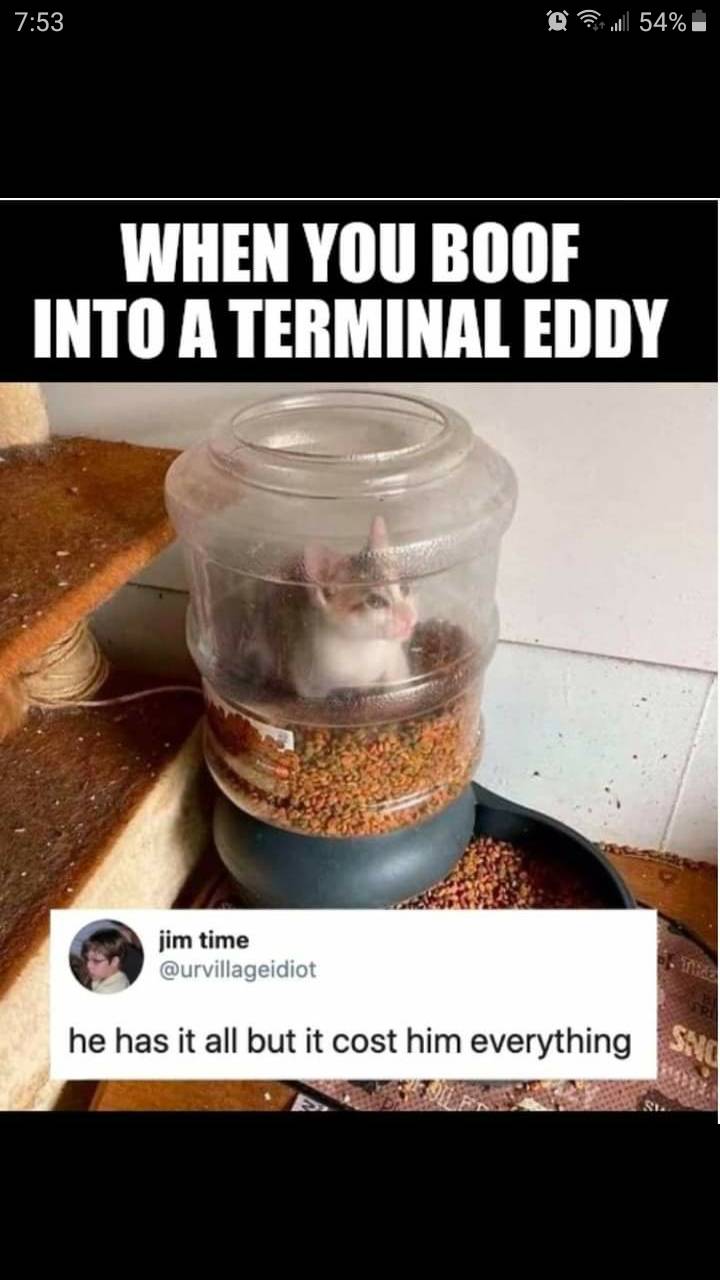 Curious cat | Scrolller