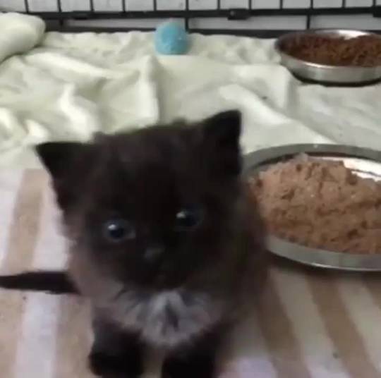 Curious little fluffball! | Scrolller