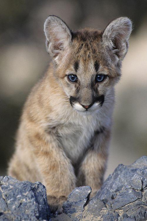 Curious Little Mountain Lion Cub | Scrolller