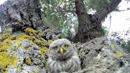 Curious little owls. | Scrolller