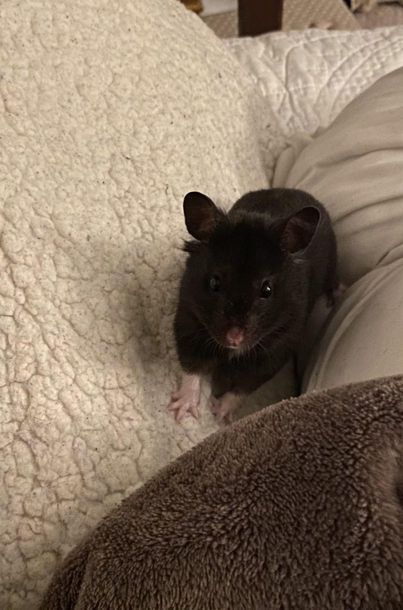 Curious Rob | Scrolller