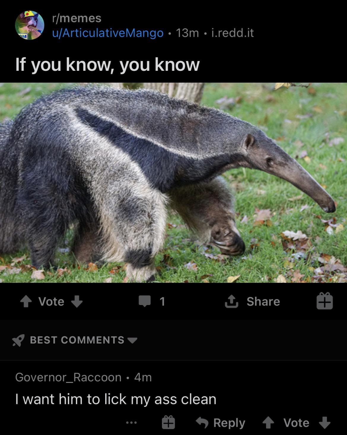 Cursed_ant eater | Scrolller