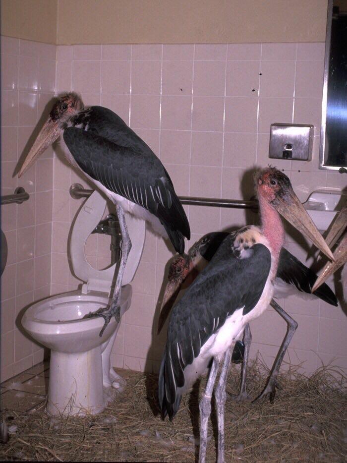 Cursed_bathroom | Scrolller