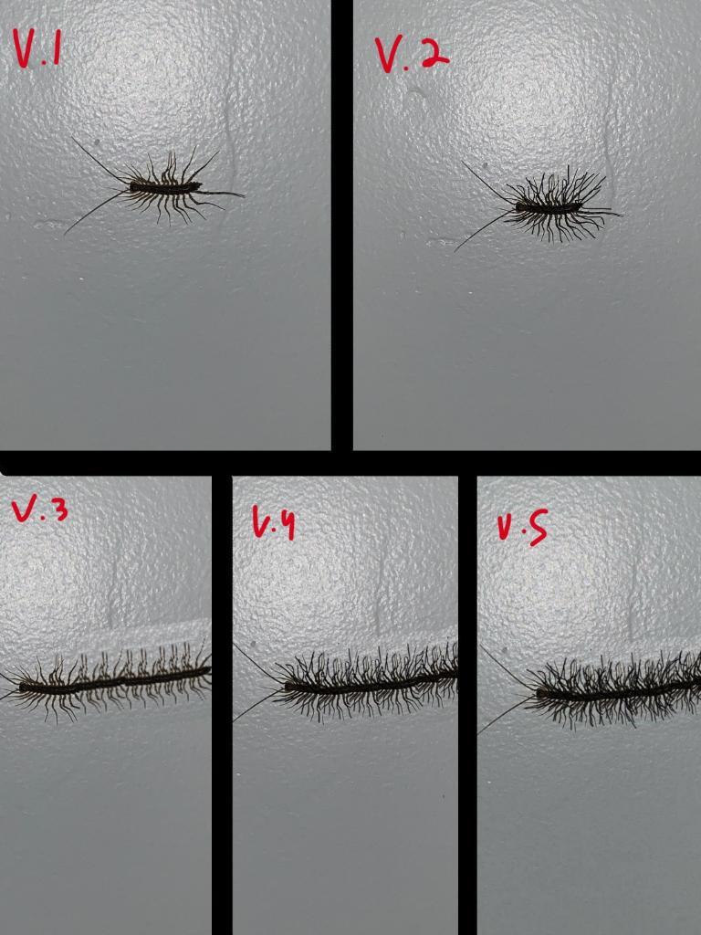 Cursed_bug | Scrolller