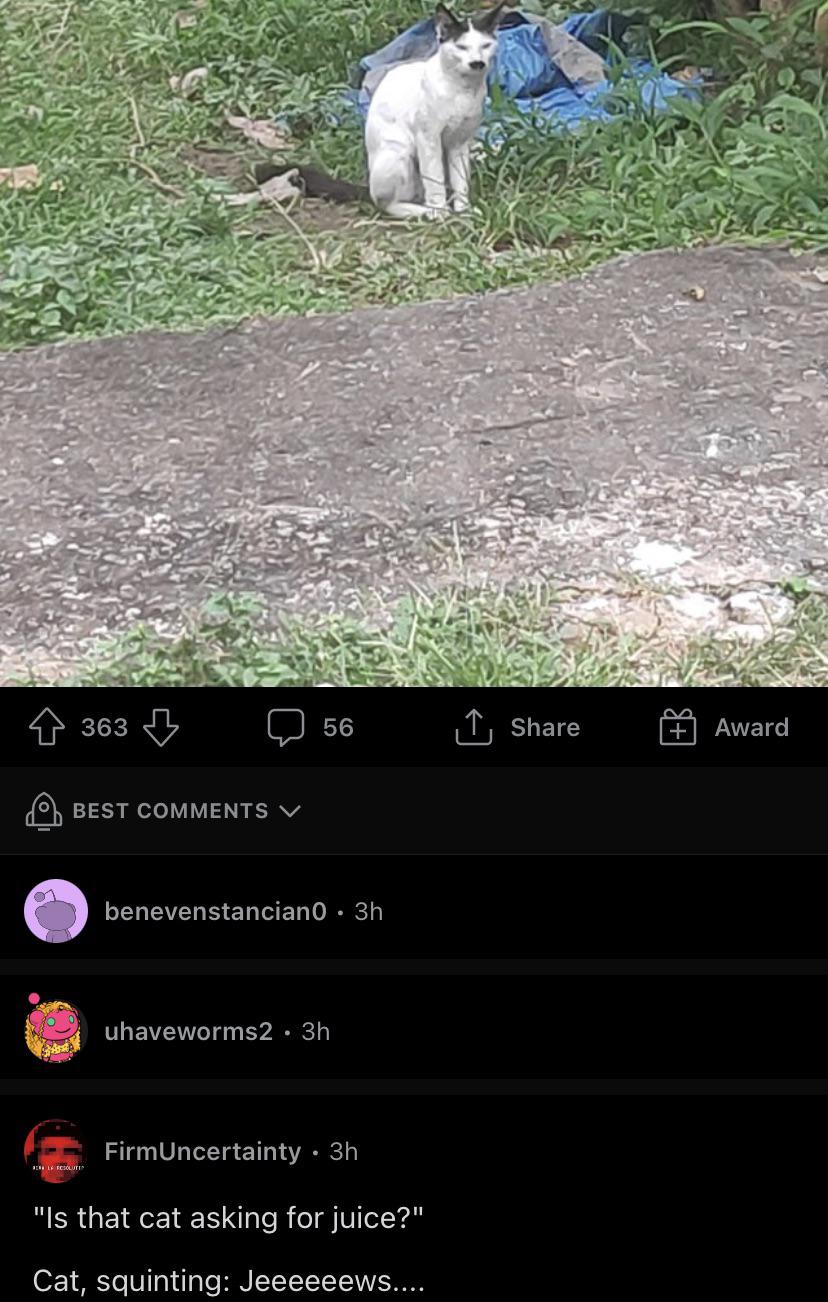 cursed cat | Scrolller