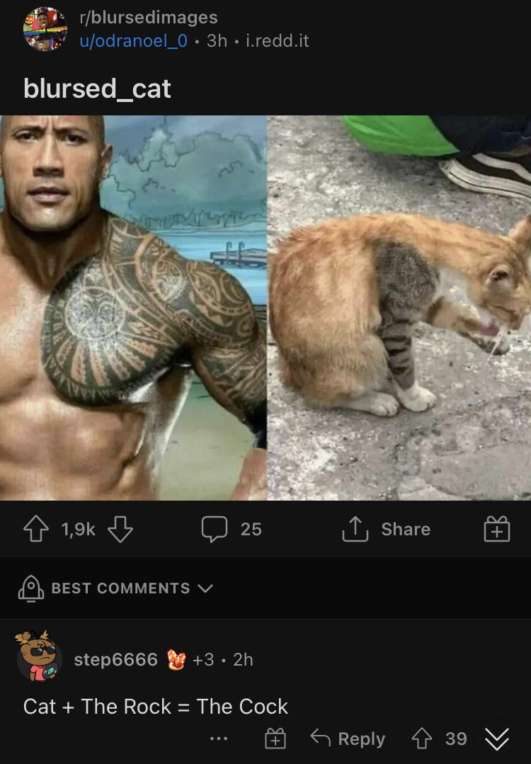 Cursed_cat | Scrolller