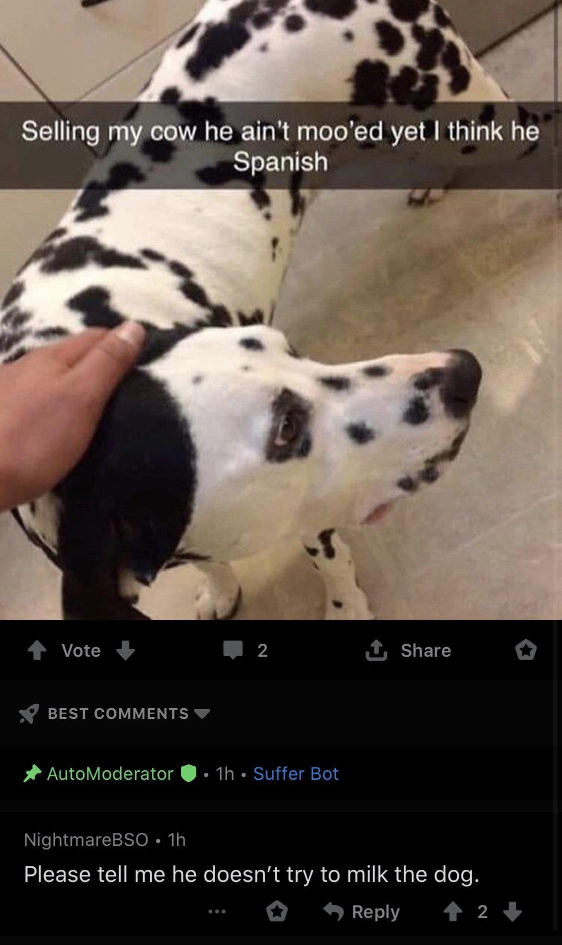 Cursed_Cow | Scrolller