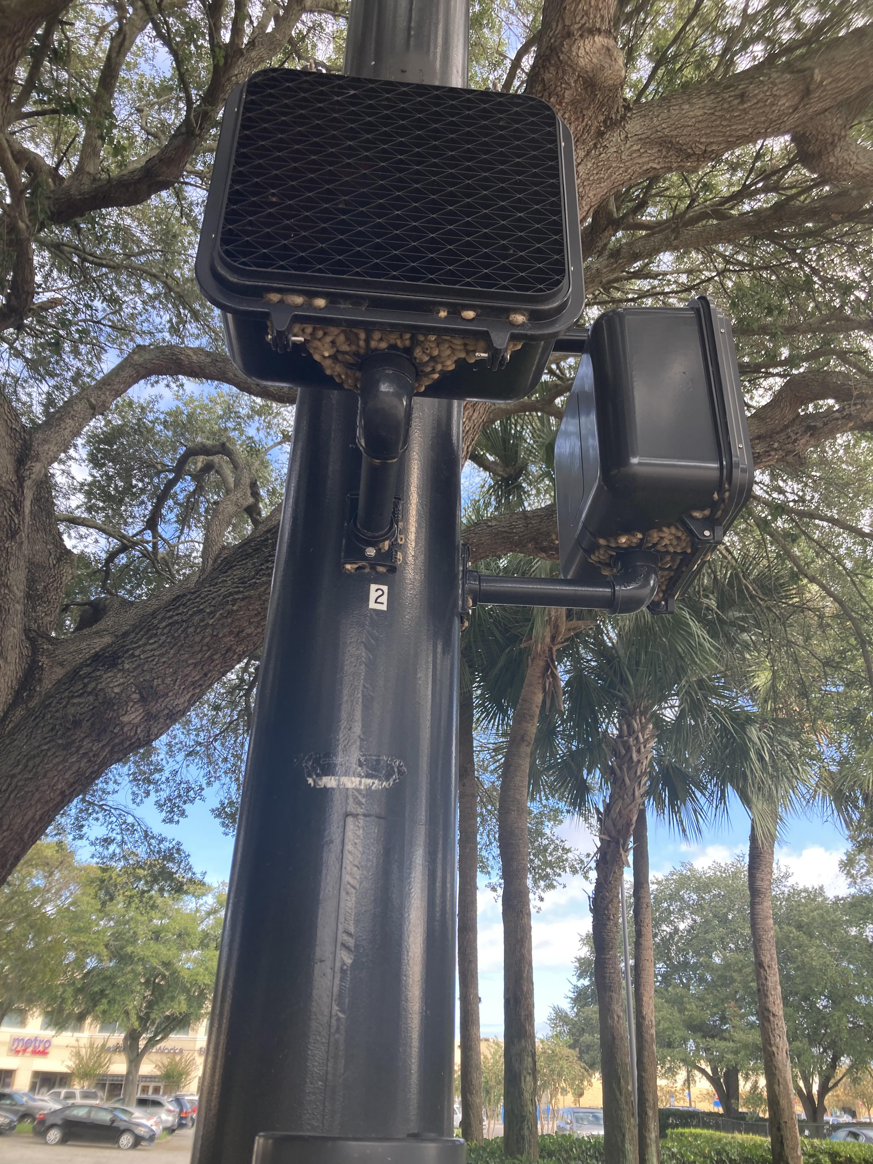 Cursed crosswalk | Scrolller