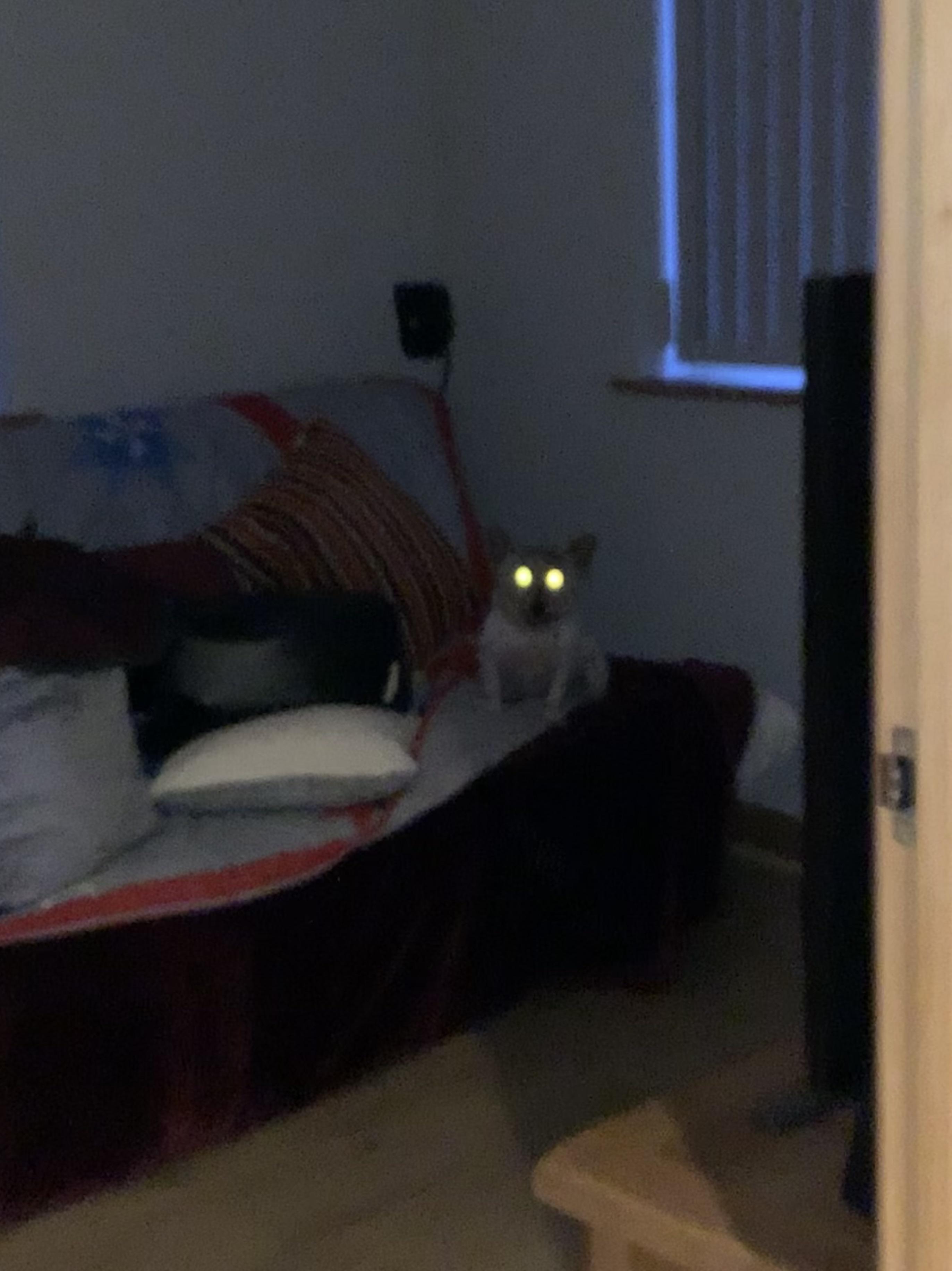 Cursed doggo? | Scrolller