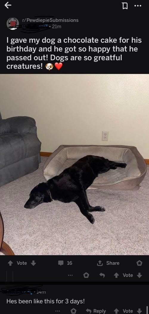 Cursed dogs can’t each chocolate | Scrolller