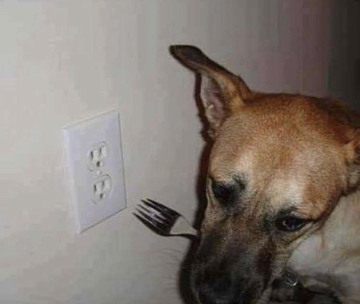 Cursed fork | Scrolller