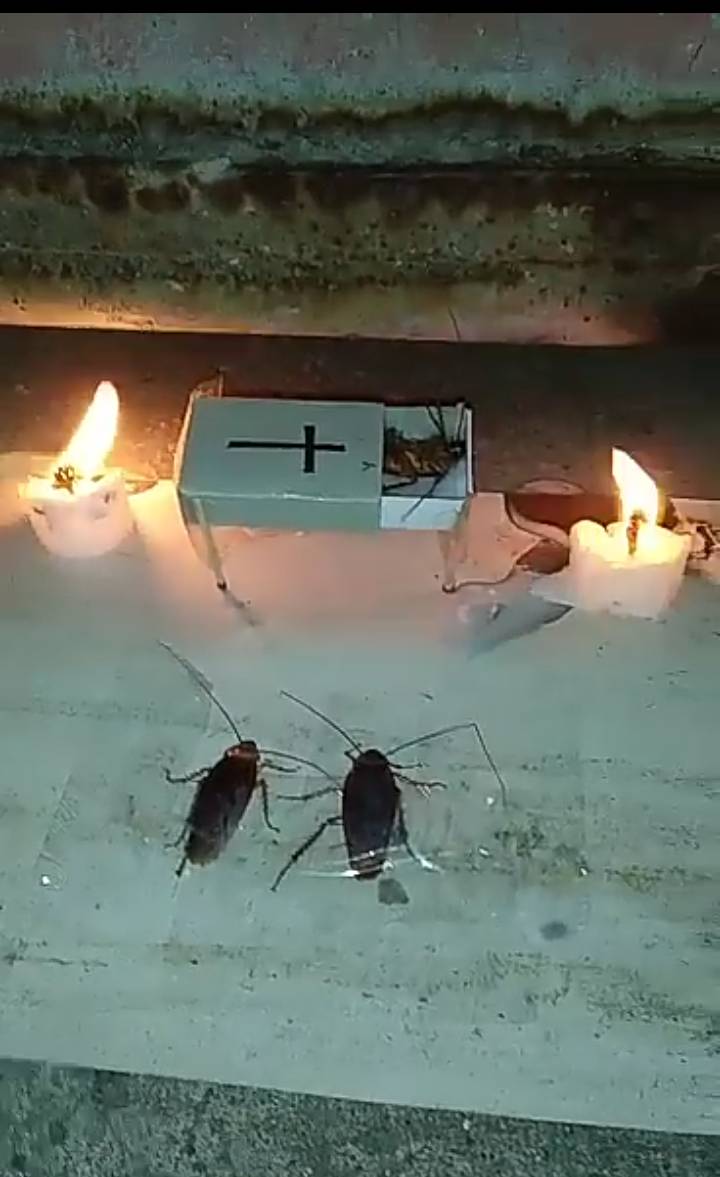 cursed_funeral | Scrolller