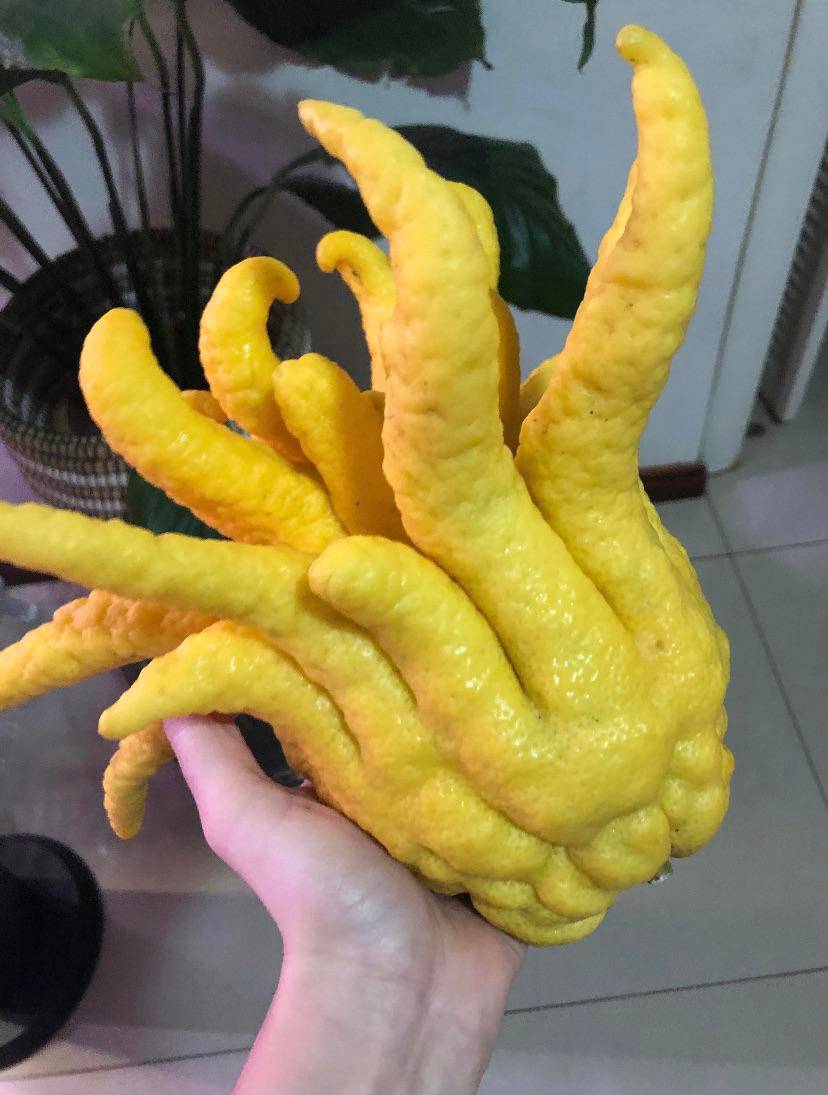 Cursed_lemon | Scrolller