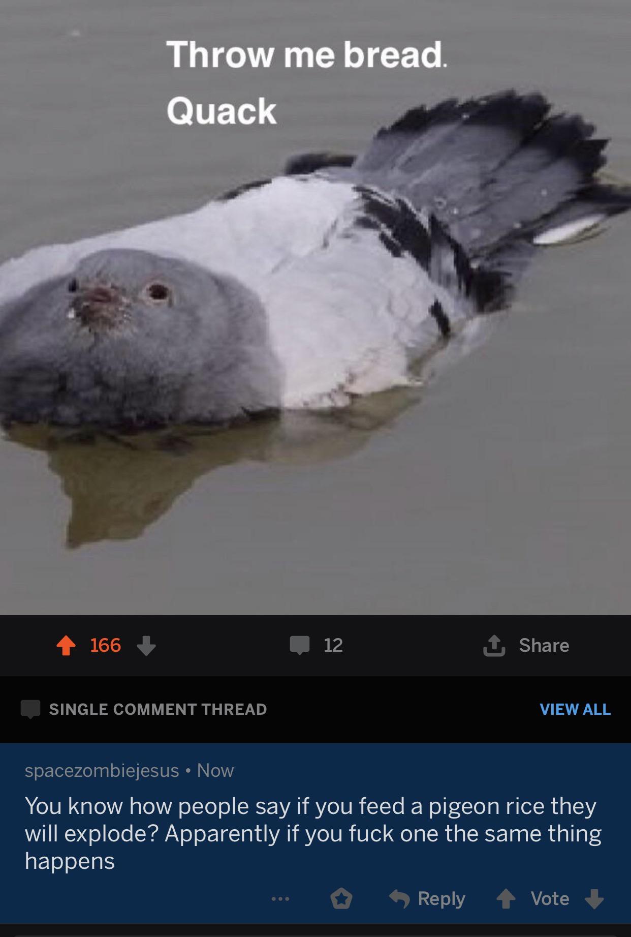 Cursed_pigeon | Scrolller