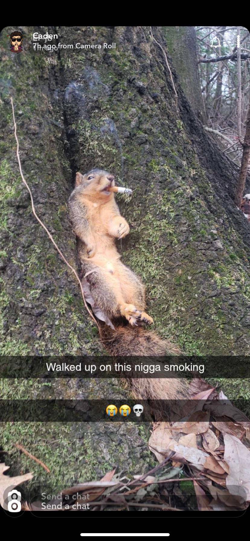 cursed_squirrel | Scrolller