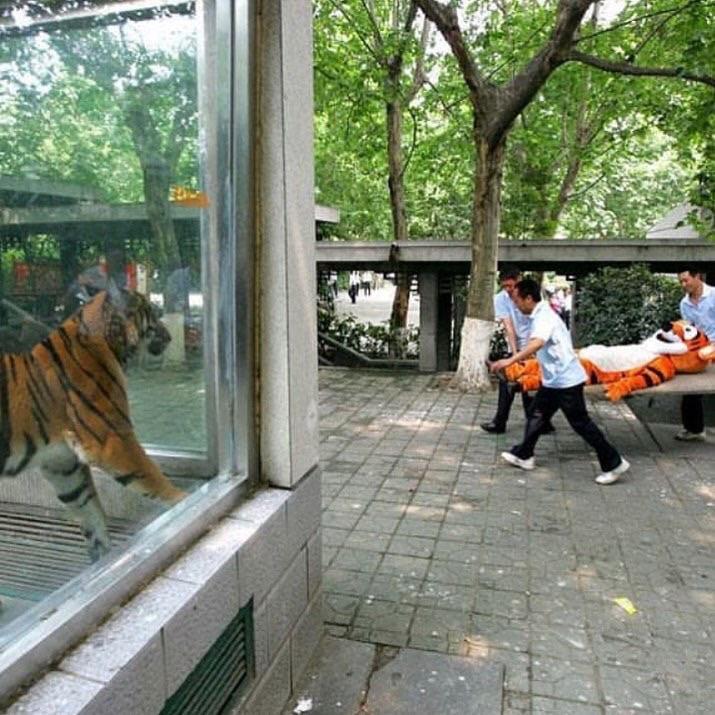 Cursed_tiger | Scrolller