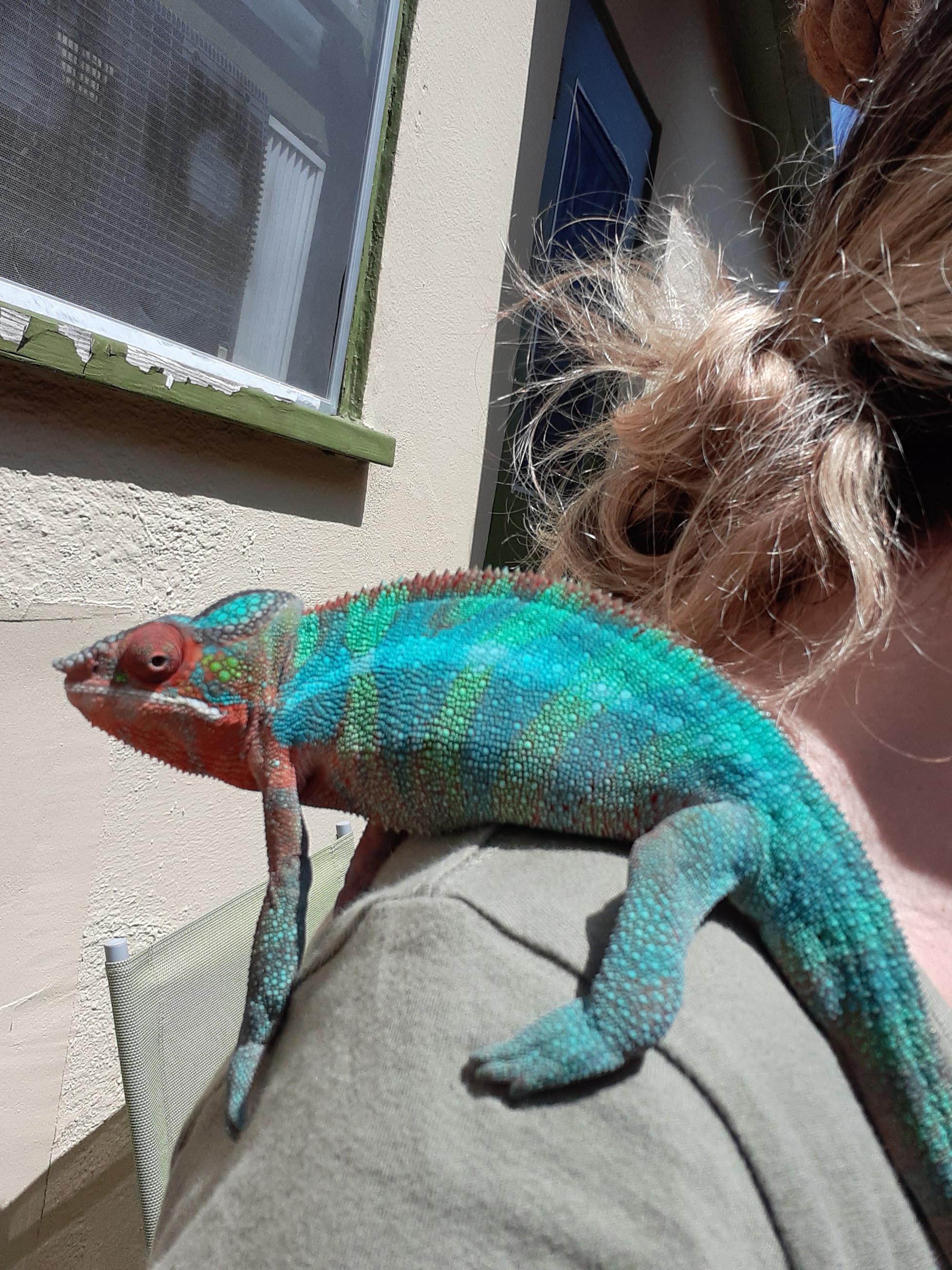 Curtis the chameleon 💚 | Scrolller