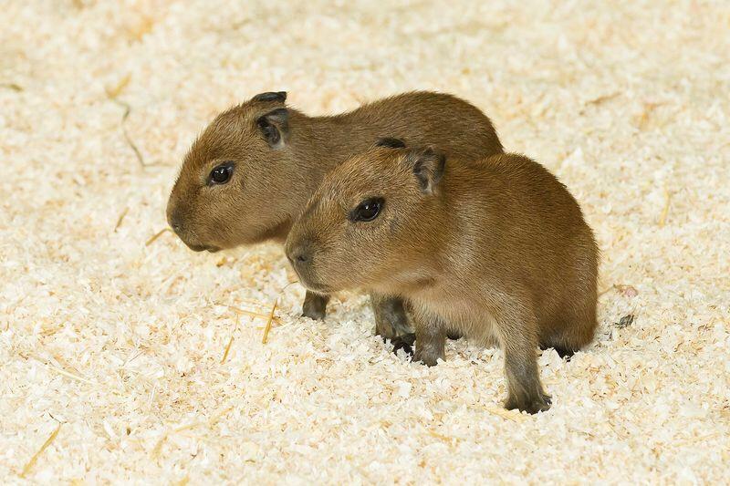 Cute baby capybaras | Scrolller